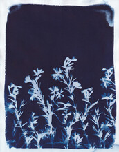 Cyanotype Free Stock Photo - Public Domain Pictures