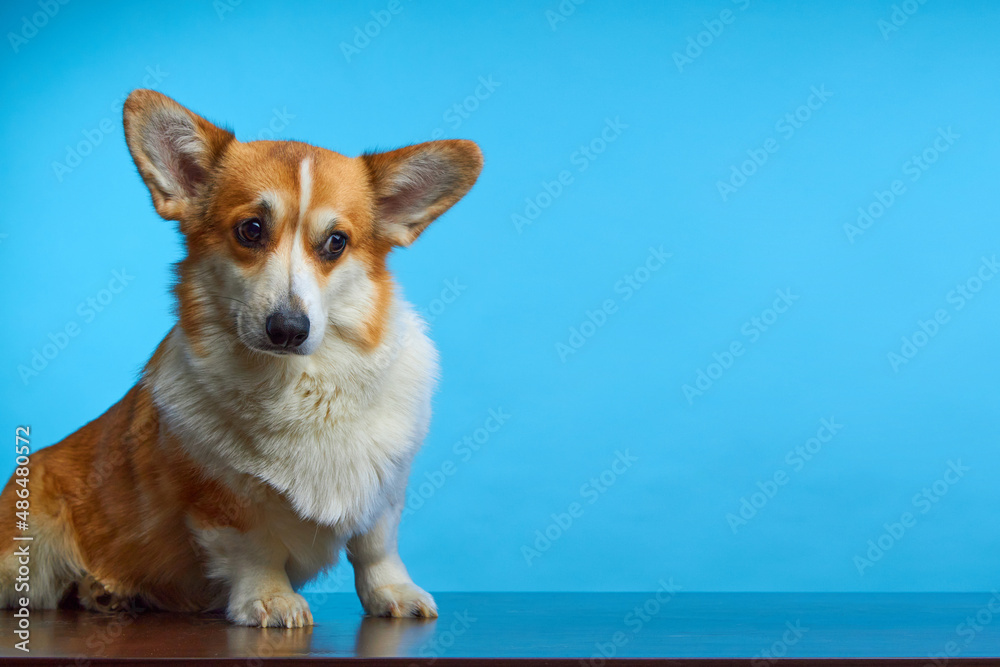 Charming Welsh Corgi Pembroke dog with a sad and serious face on a ...
