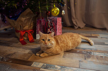 Christmas Ginger Cat Free Stock Photo - Public Domain Pictures