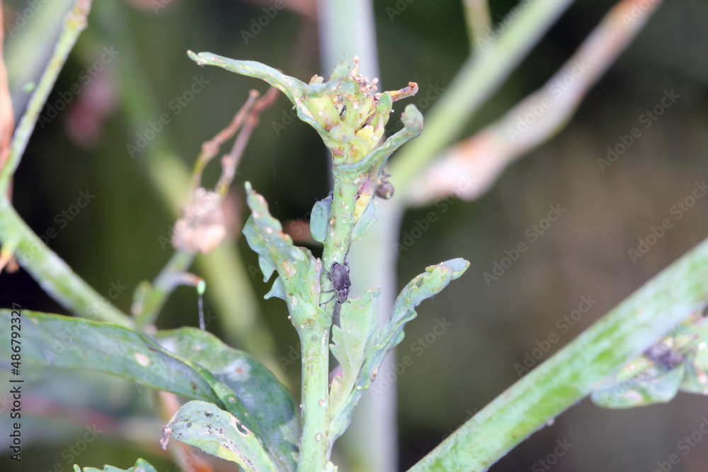 The cabbage seed pod weevil, Ceutorhynchus obstrictus (formerly called ...