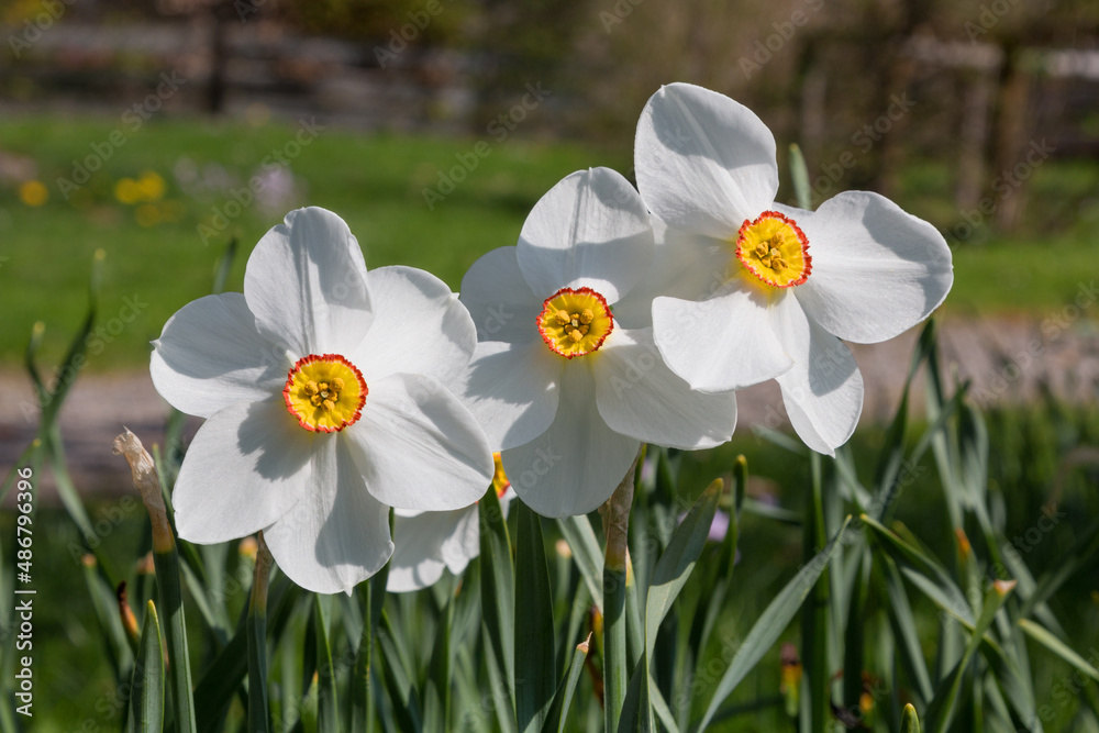 group of white poets daffodil and green leaves, blurry park background ...