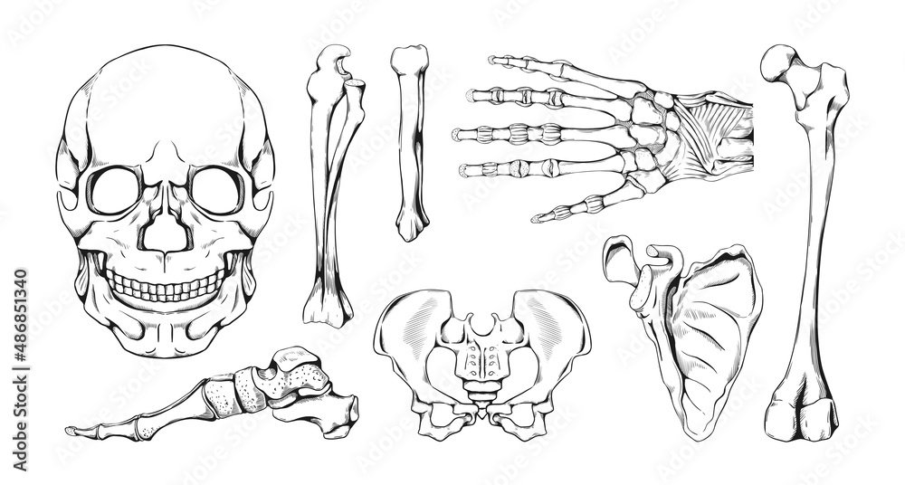 Hand drawn bones. Human skeleton anatomy parts and joints sketch. Femur ...