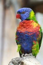Lorikeet Bird Bowing Free Stock Photo - Public Domain Pictures