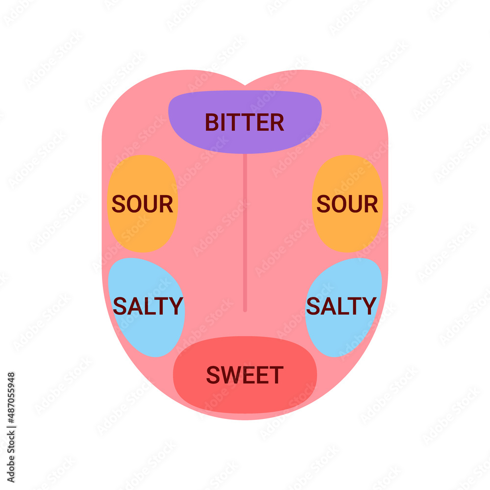 Anatomical map of tongue with parts sense taste. Taste buds, structure ...