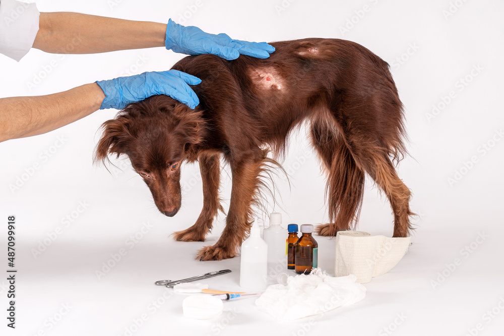 Little brown red dog with horrible scar after surgery, scared face ...