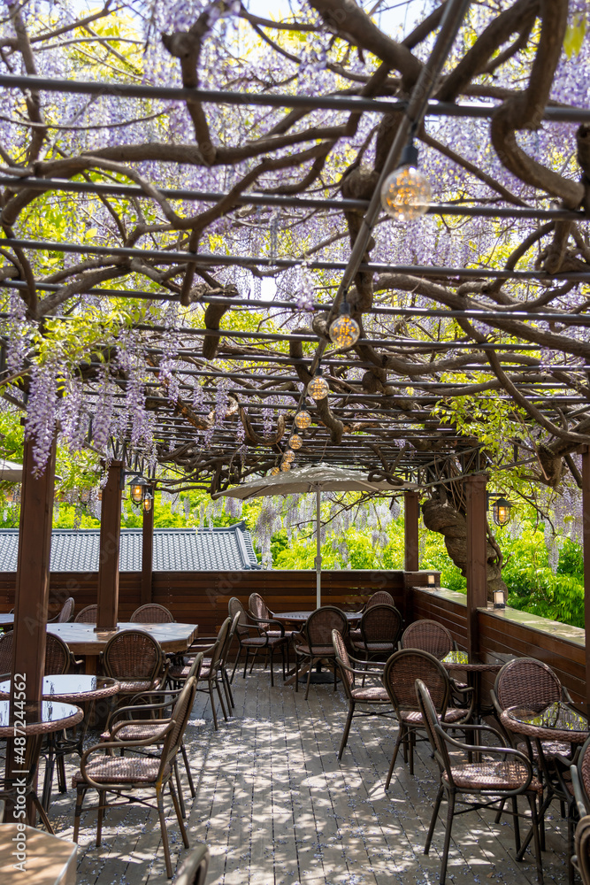 Purple wisteria flowers hanging at the ceiling in a cozy outdoor cafe ...