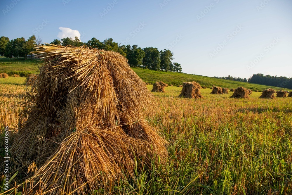 Wheat shock Ready for Harvest Stock Photo | Adobe Stock