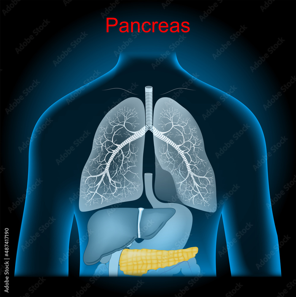 Pancreas into x-ray blue realistic torso. Stock Vector | Adobe Stock