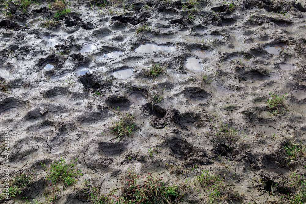 Surface of mud with hoof prints from cattle. Background or backdrop for ...