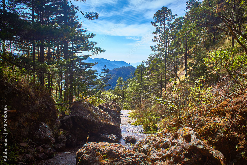 Foto de Stock paisaje forestal con un rio en medio y pinos verdes ...