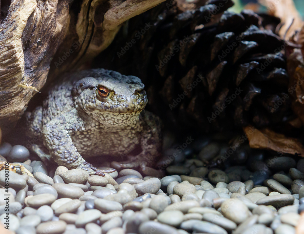 Foto Bufo melanostictus (Latin: Duttaphrynus melanostictus). The main ...