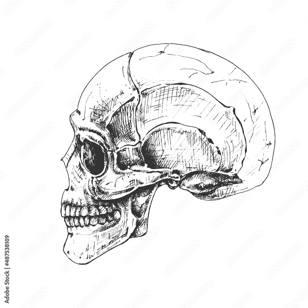 412_skull, side view_human skull, side view, hand drawing, graphics ...