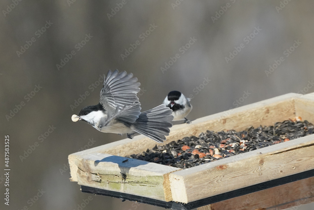 Chickadees and Juncos fighting for their share of food at the bird ...