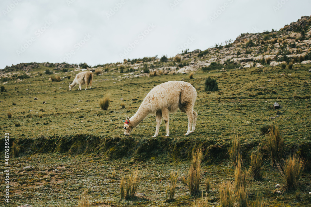 Alpaca comiendo en una montaña Stock Photo | Adobe Stock