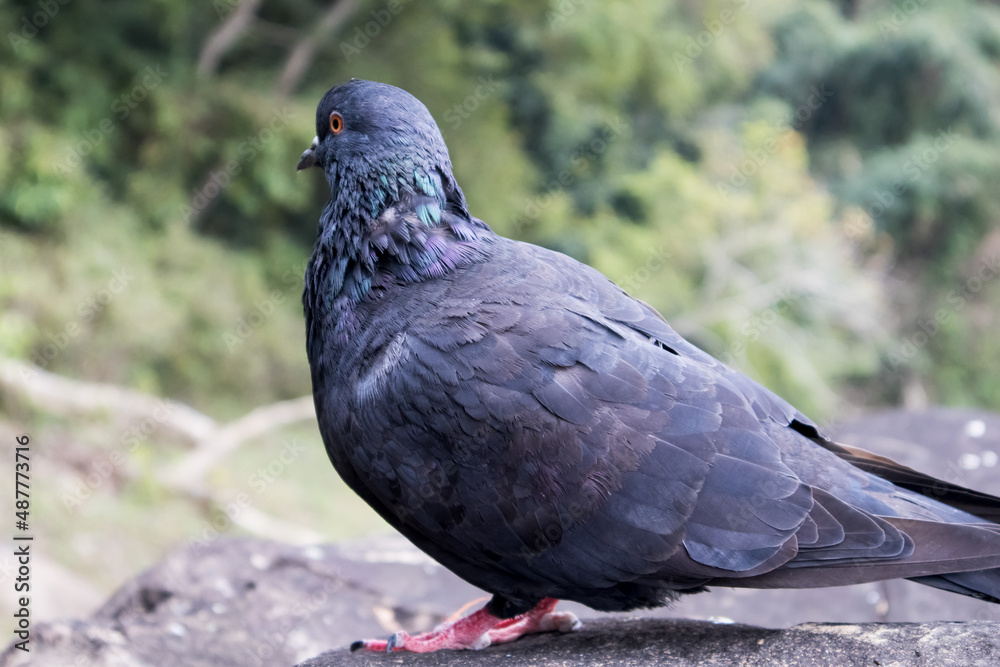 One Pigeon in the rocks of unakoti, tripura beautifully posing for the ...