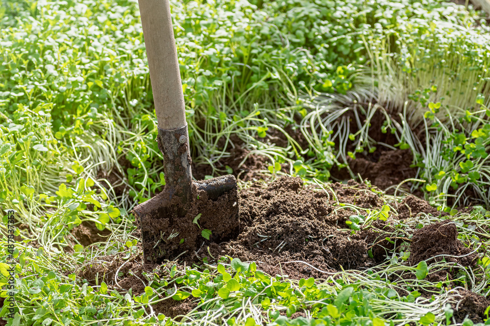 Improving soil structure with green manure. Mustard crops. The concept ...