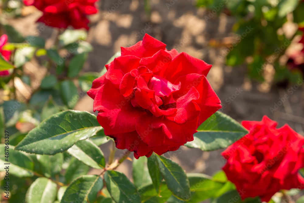 a mass of red roses in bloom background for a card for a beloved woman ...