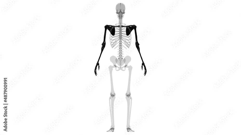 Human Skeleton Upper Limbs Anatomy 3D Stock Illustration | Adobe Stock