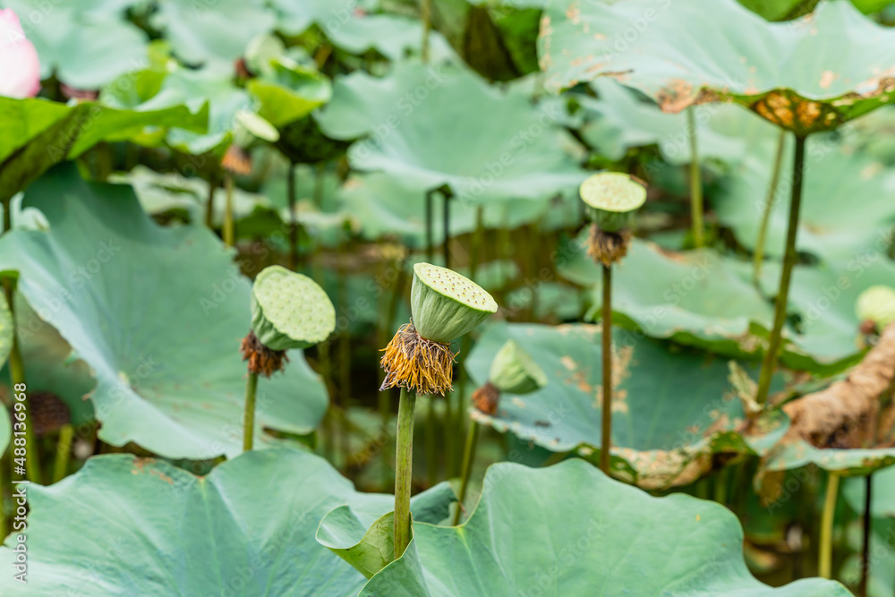 Nelumbo nucifera, also known as Indian lotus, sacred lotus or simply ...