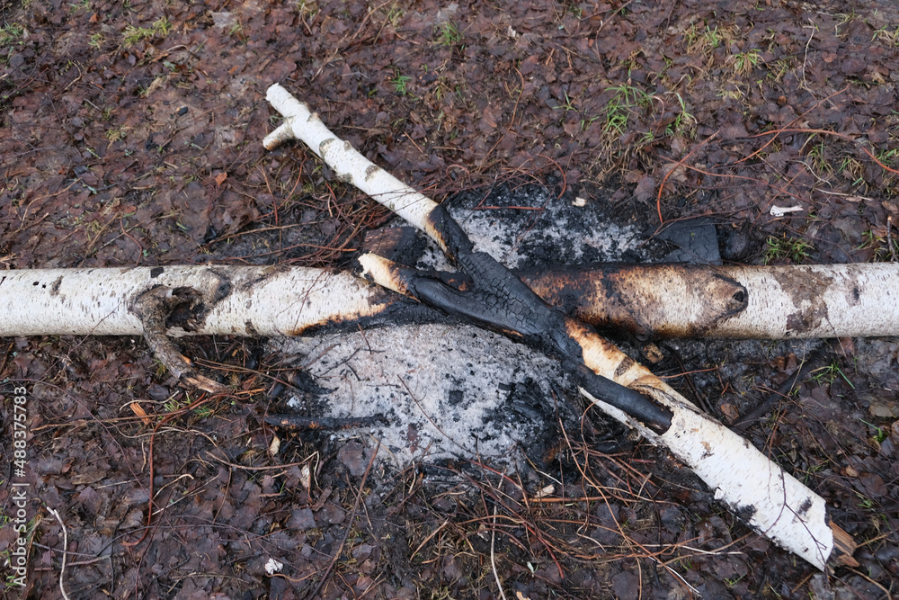 Extinct bonfire. An extinguished bonfire in the autumn forest. A ...