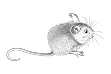 Field Mouse Sketch Art Free Stock Photo - Public Domain Pictures