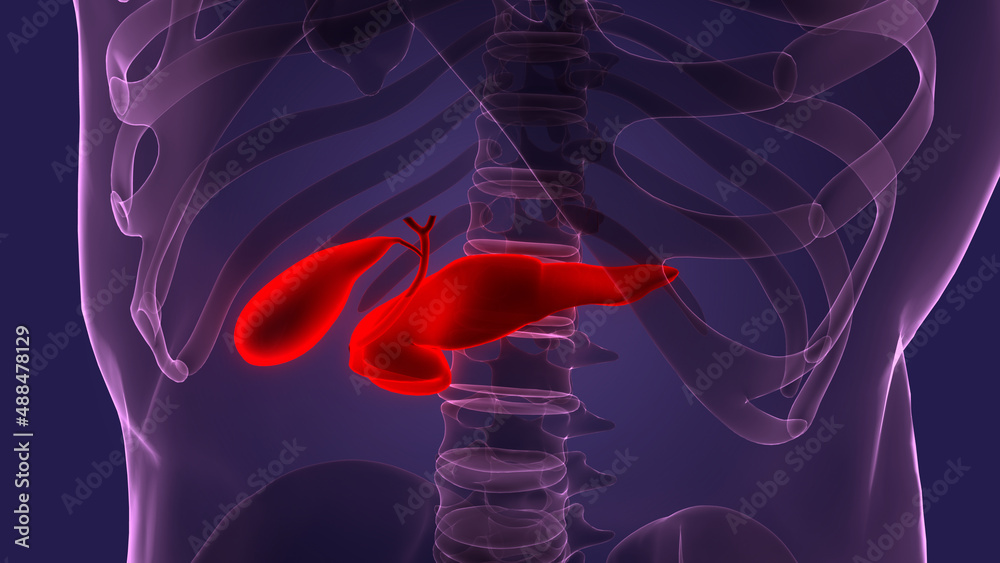 Human Internal Organs Pancreas with Gallbladder Anatomy Stock ...