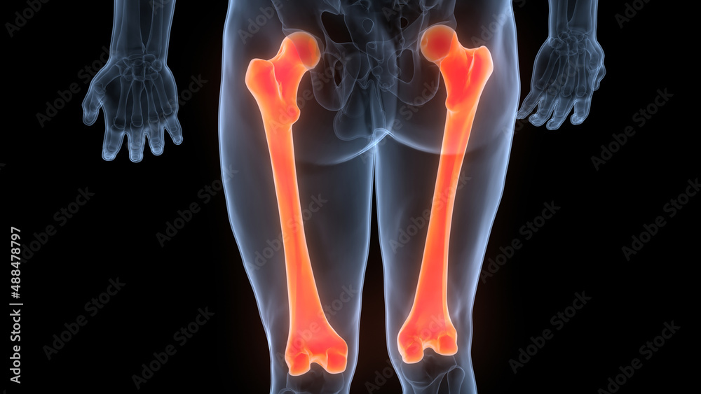 Human Skeleton System Femur Bone Joints Anatomy Stock Illustration ...