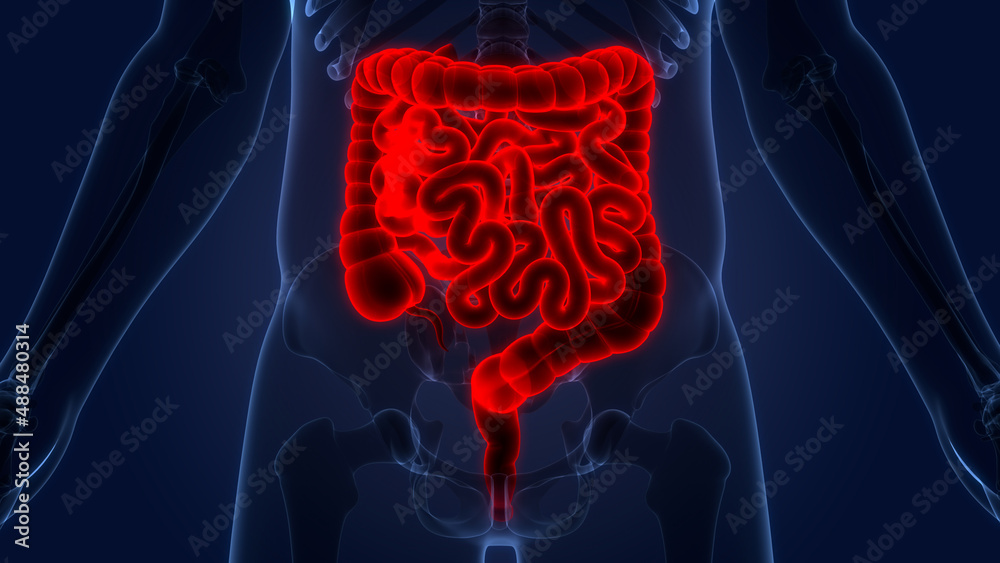 Human Digestive System Large and Small Intestine Anatomy Stock ...