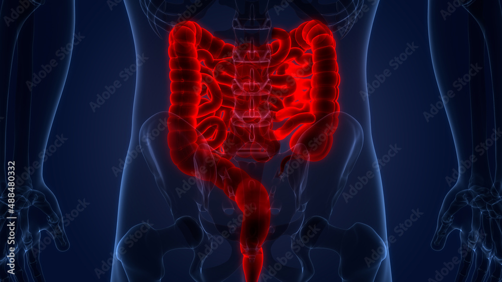 Human Digestive System Large and Small Intestine Anatomy Stock ...