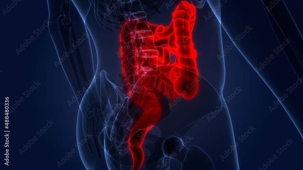 Human Digestive System Large and Small Intestine Anatomy Stock ...