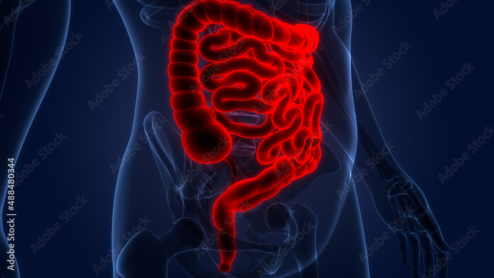 Human Digestive System Large and Small Intestine Anatomy Stock ...