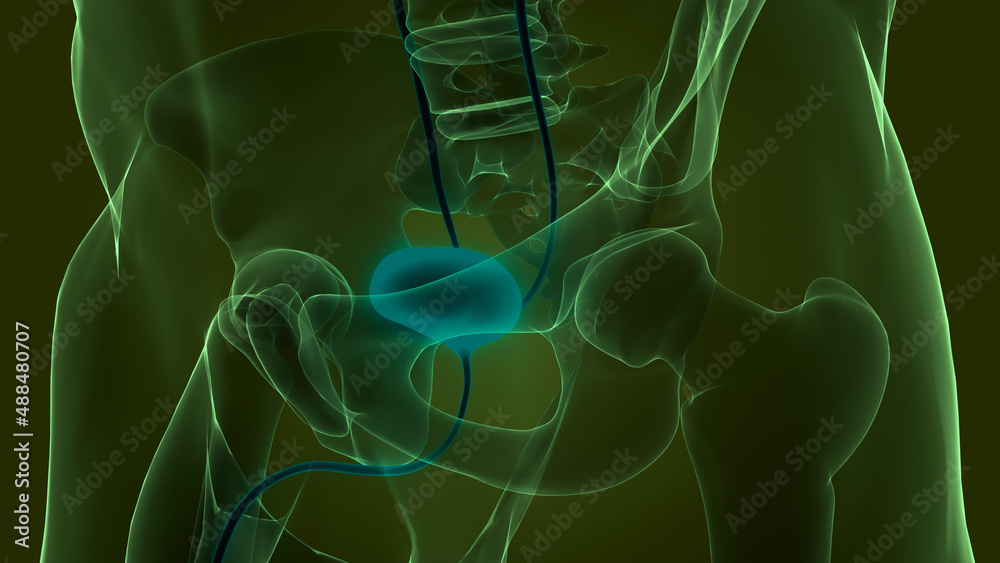 Human Urinary System Bladder Anatomy Stock Illustration | Adobe Stock