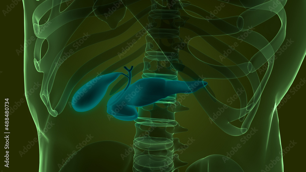 Human Internal Organs Pancreas with Gallbladder Anatomy Stock ...