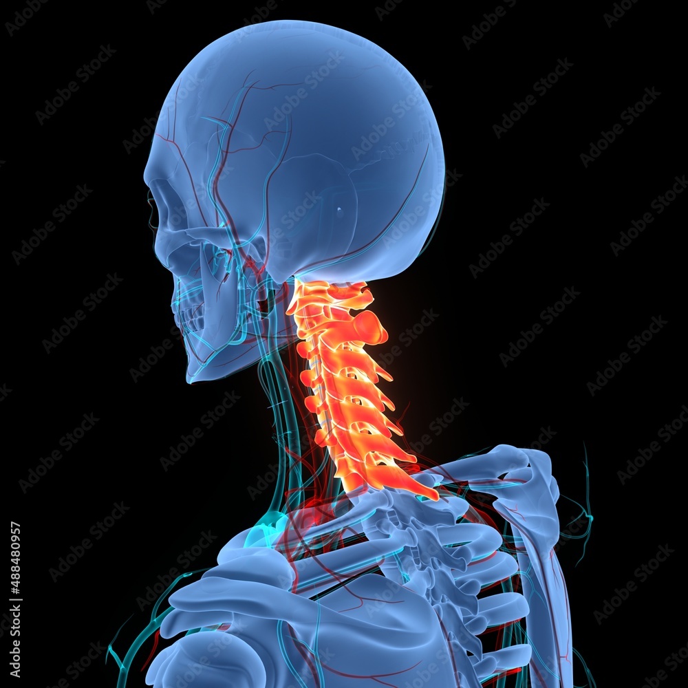 Spinal Cord Vertebral Column Cervical Vertebrae of Human Skeleton ...