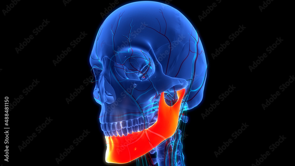 Human Skeleton System Skull Bone Parts Mandible Anatomy Stock ...