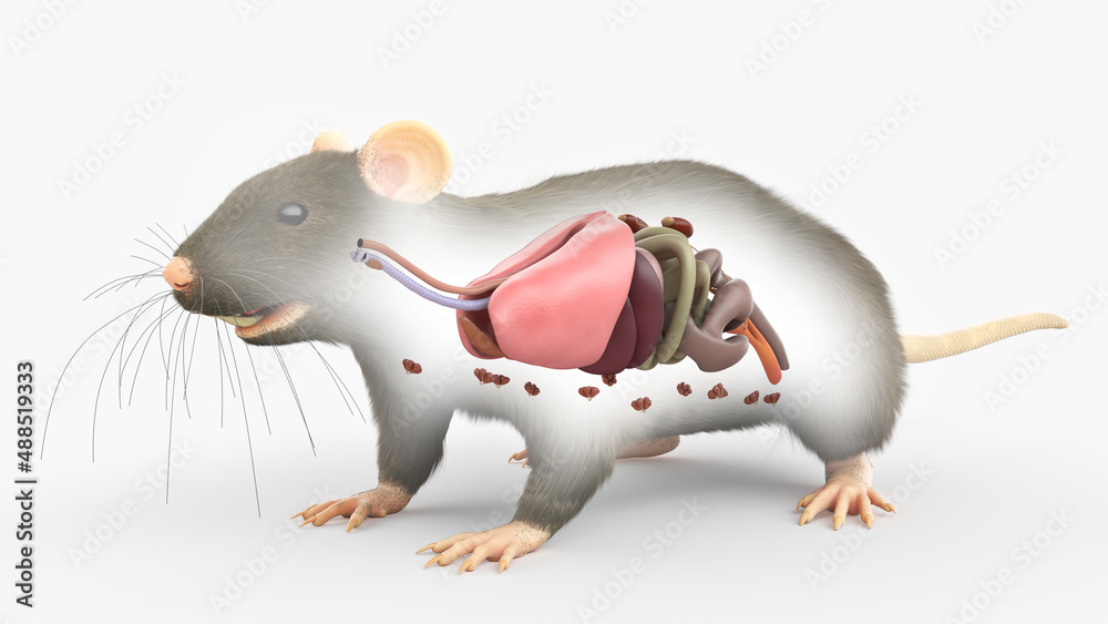 3d rendered illustration of a rats anatomy - the organs Stock ...