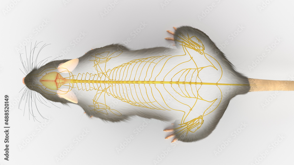 Ilustración de Stock 3d rendered illustration of a rats anatomy - the ...