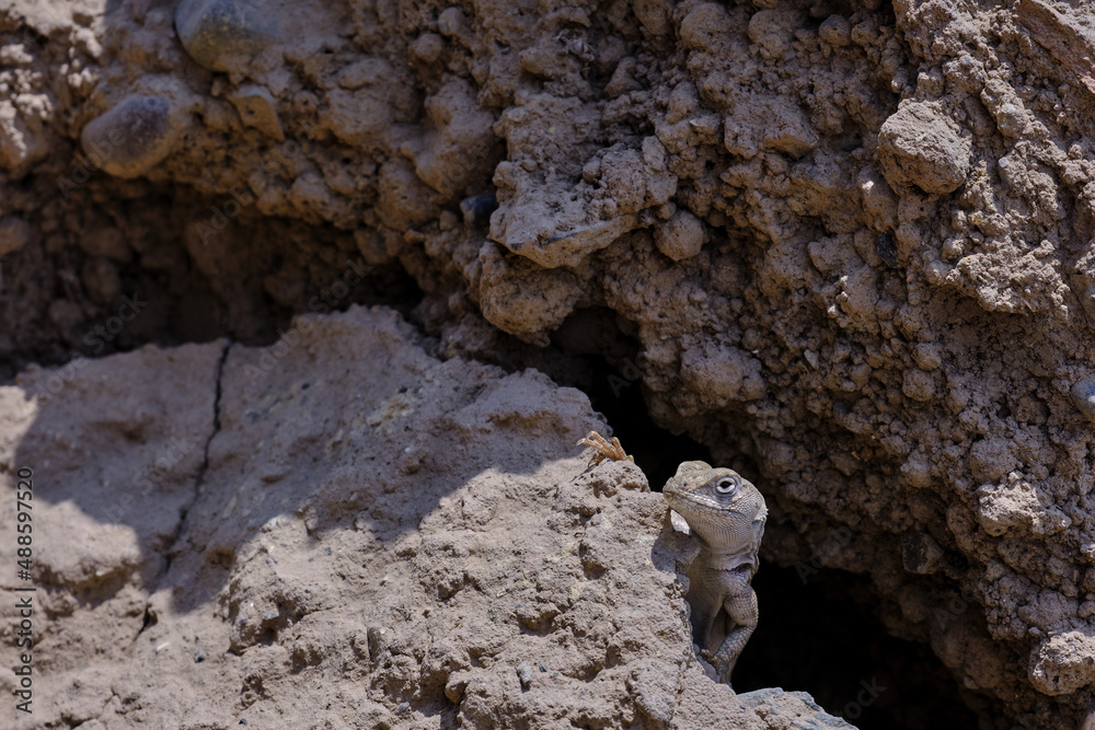 Lizard of the hills (Microlophus tigris), beautiful endemic specimen of ...