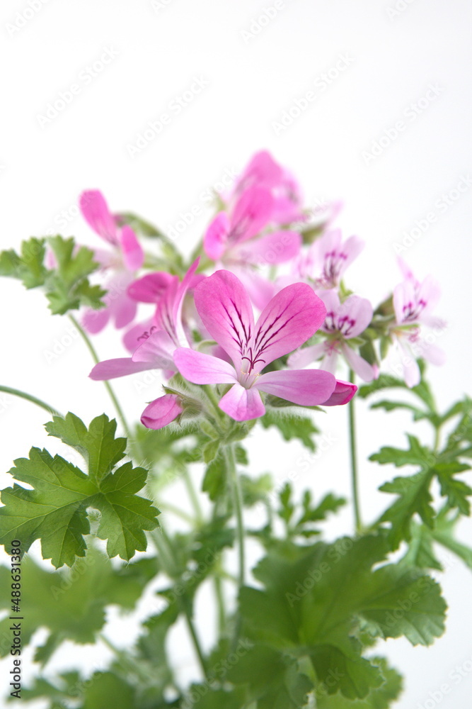 Geranium fragrance "Attar of roses" with pink flowers, scented-leaved ...