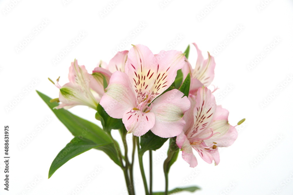 Pink Peruvian lily, lily of the Incas, Alstroemeria with light pink ...
