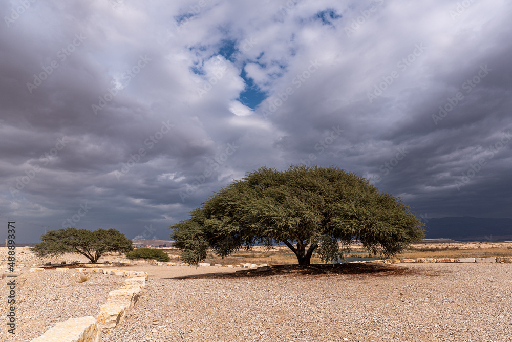 Foto Acacia tree at Sodom Saltmarsh Lake also known as Swan Lake ...