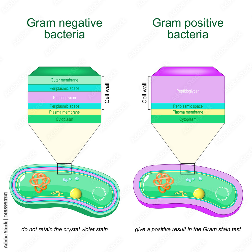 Gram negative and Gram positive bacteria Stock Vector | Adobe Stock