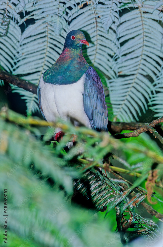 The common wood pigeon Columba palumbus is a large species in the dove ...