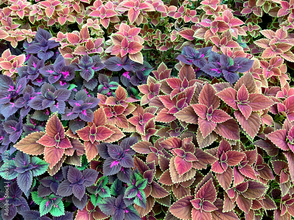 Coleus is a tender tropical plant, native to areas bordering the ...