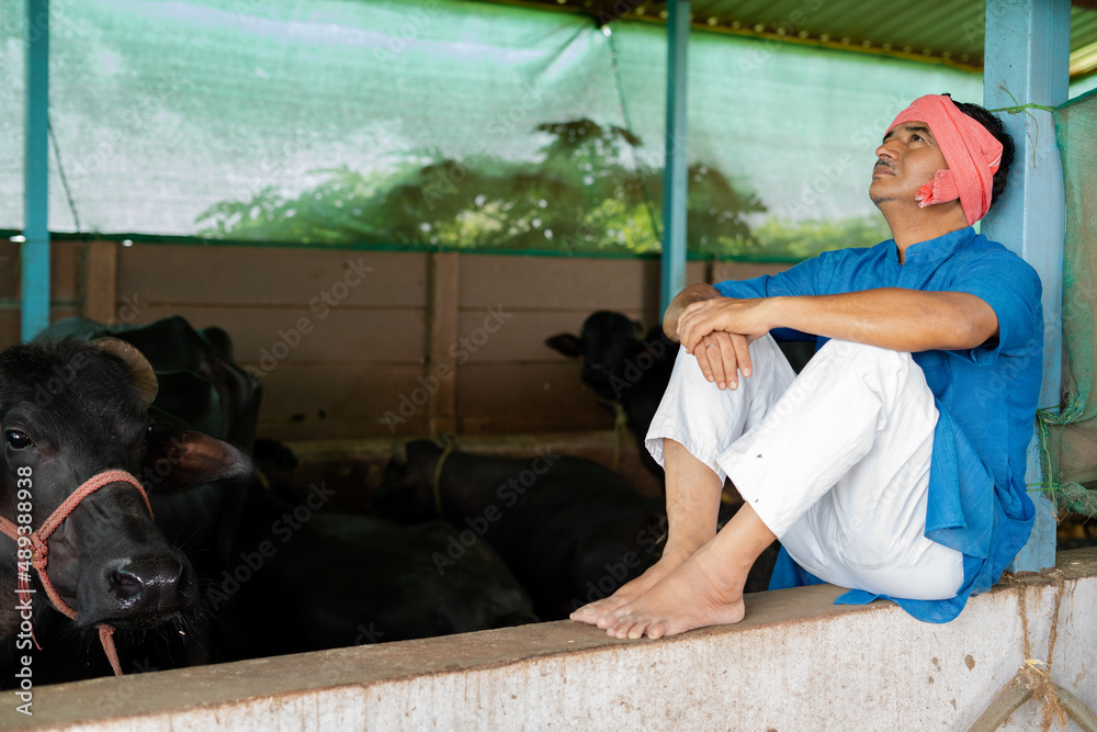 sad Indian farmer sat near the livestock or milk dary farm - concept of ...
