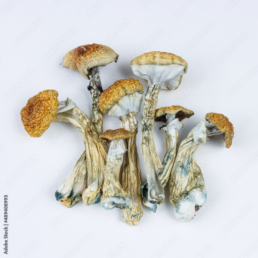 dried cubensis