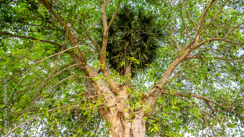 Ficus benghalensis, commonly known as the Banyan inside Borassus tree ...