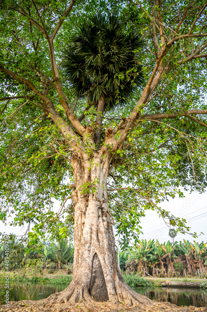 Ficus benghalensis, commonly known as the Banyan inside Borassus tree ...