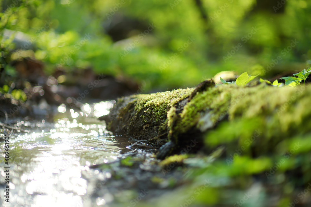 Narrow stream winding throught the dense green forest in spring Stock ...