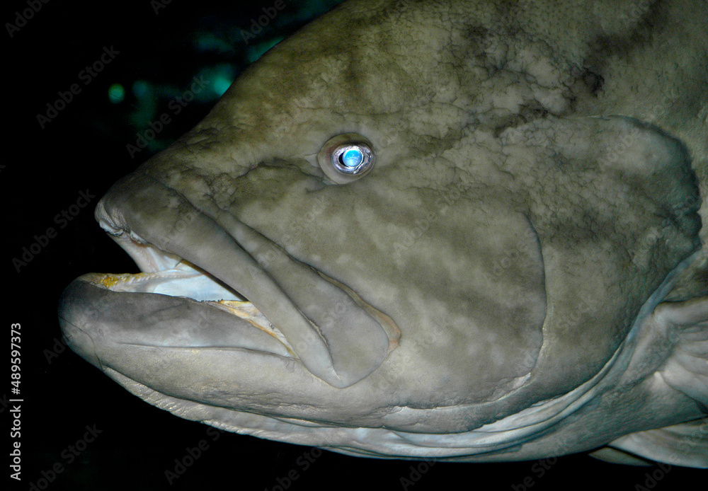 The Atlantic goliath grouper also known as the jewfish, is a saltwater ...